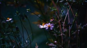 5 Tips For Creating A Night Garden - Beautiful Touches
