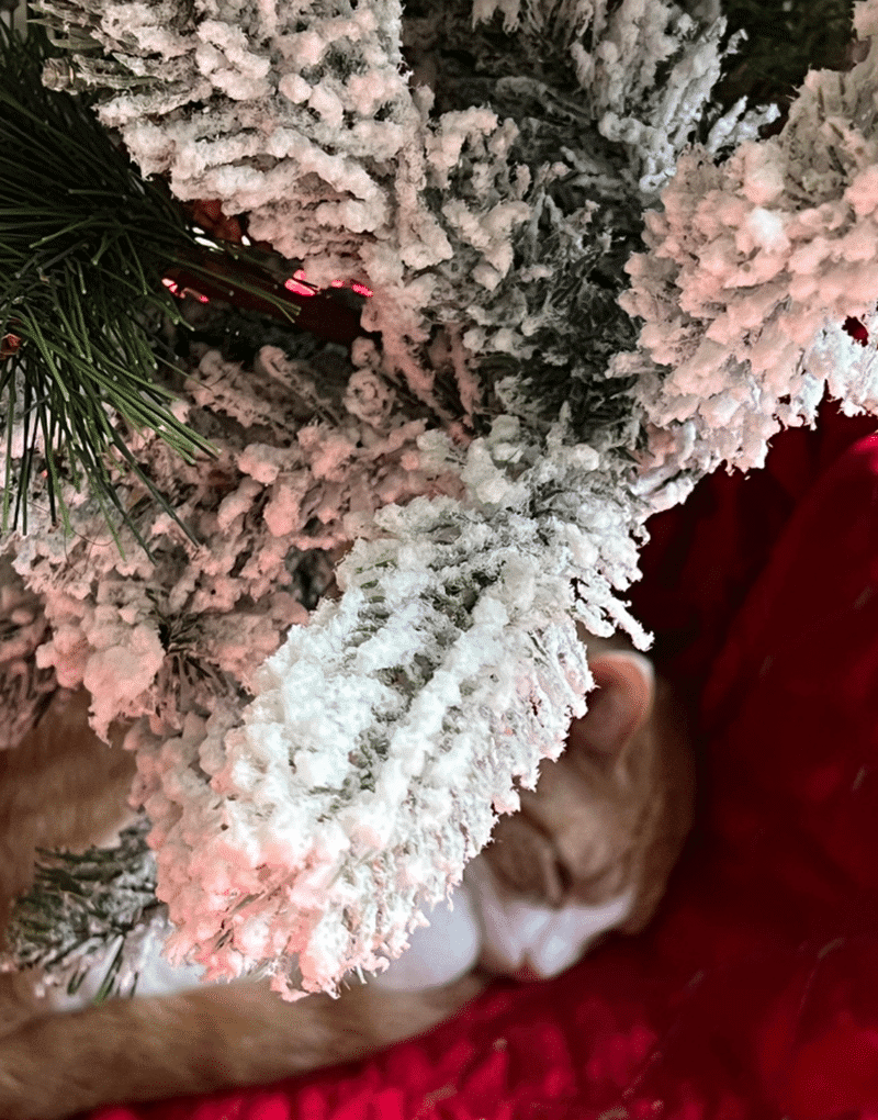 Making My Home Magical with King of Christmas – Beautiful Touches